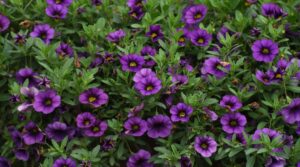 19 Gorgeous Varieties of Calibrachoa (Million Bells)