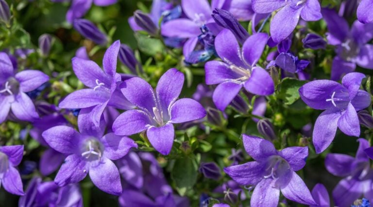 15 Plants That Benefit from The Chelsea Chop