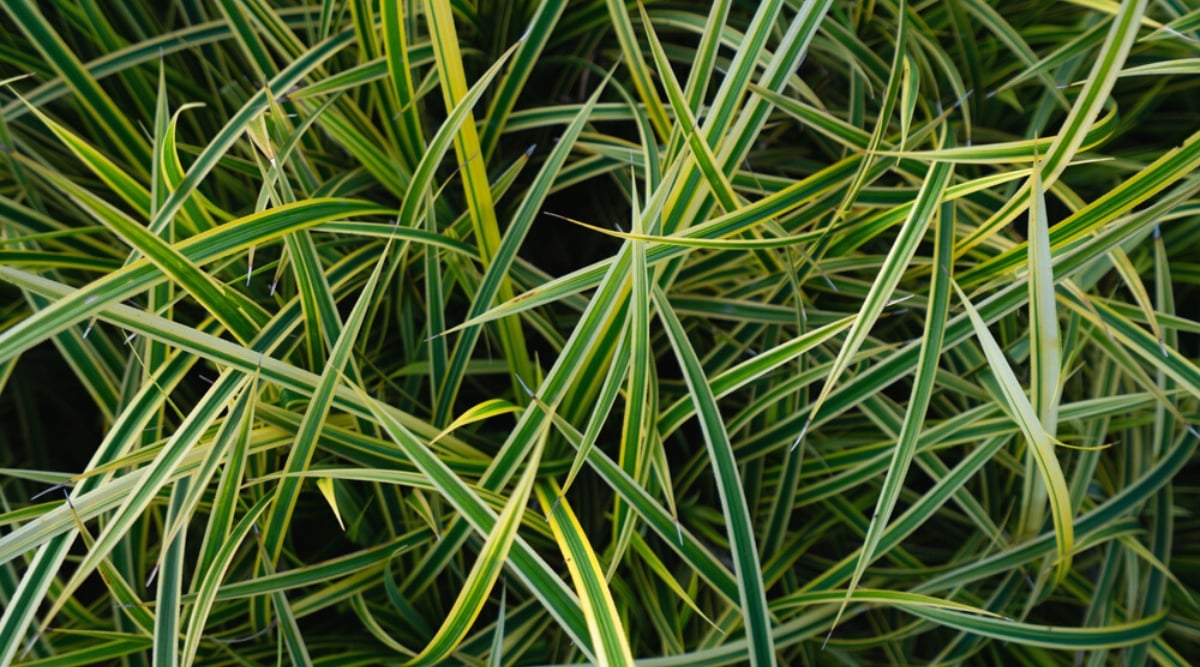 11 Best Ornamental Grasses for Shade