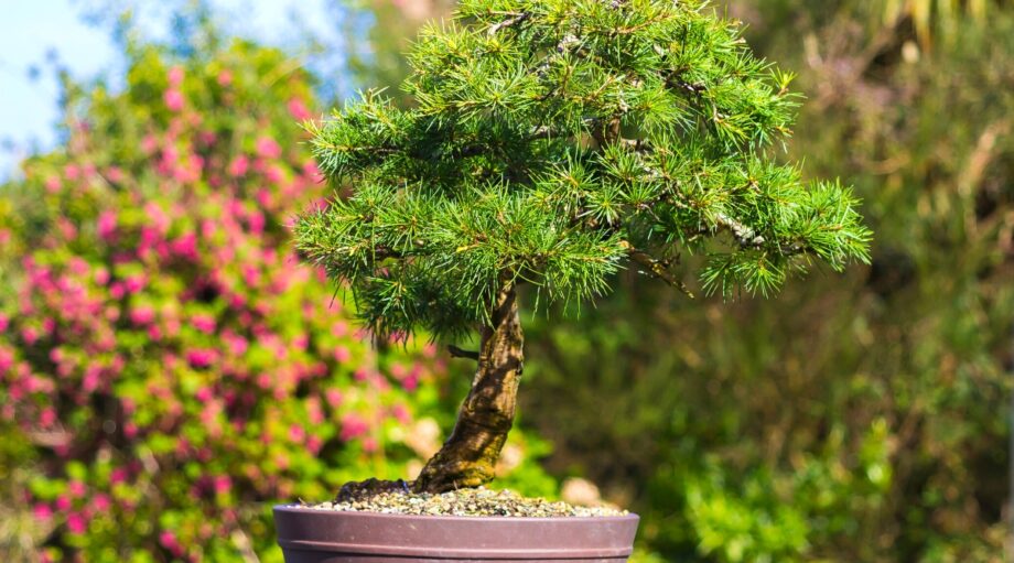 21 Popular Trees to Grow for Bonsai
