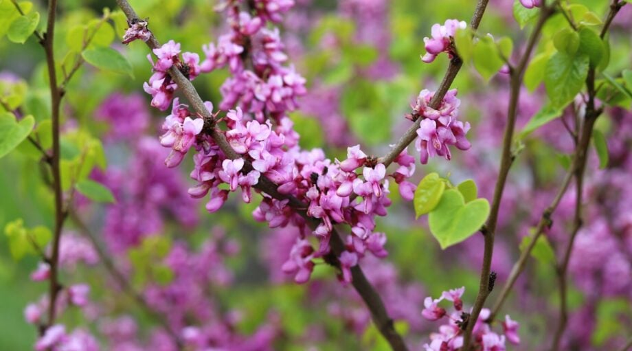 21 North American Native Flowering Trees