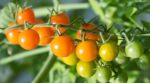 15 Disease-Resistant Tomato Varieties For Your Garden