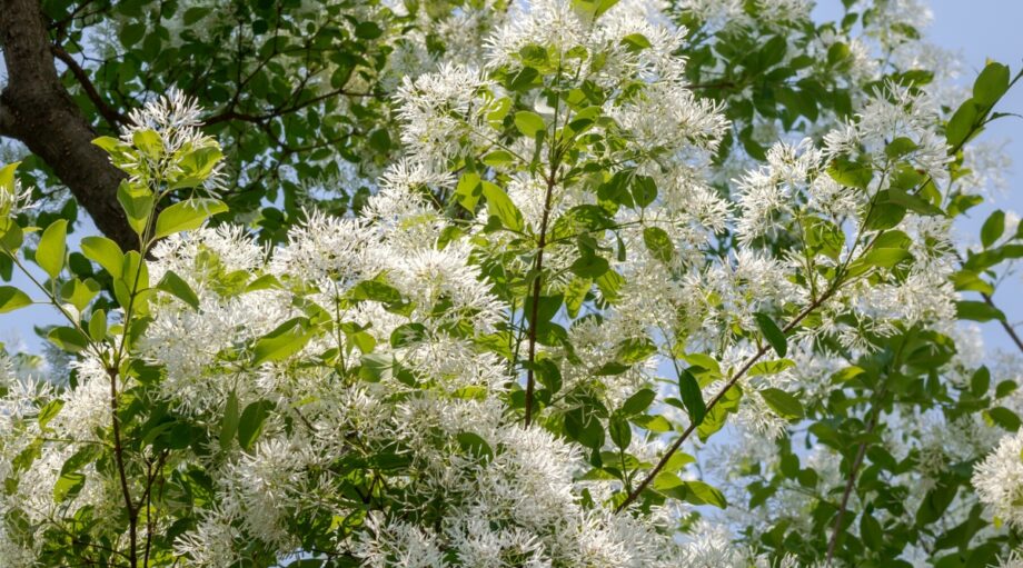 21 North American Native Flowering Trees