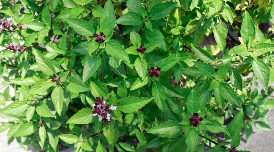 19 Types of Flavorful Basil for Your Garden
