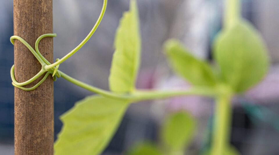 How to Plant, Grow, and Care for ‘My Navy’ Sweet Peas