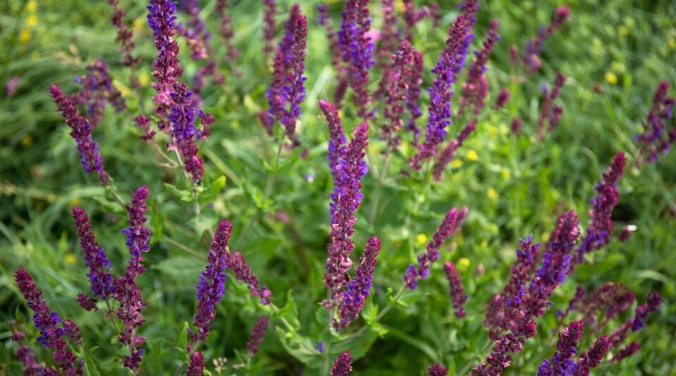 15 Plants That Benefit from The Chelsea Chop