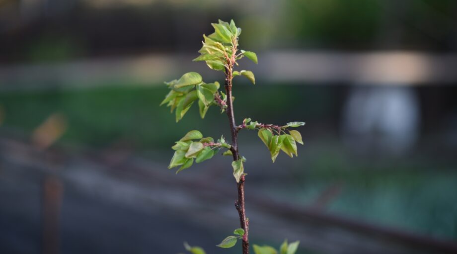 Can You Grow a Tree by Planting a Cherry Pit?