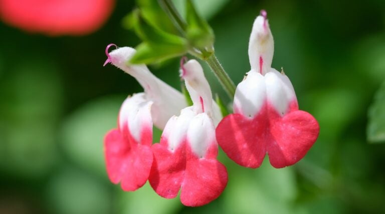 27 Best Flowers for Hot, Humid Climates