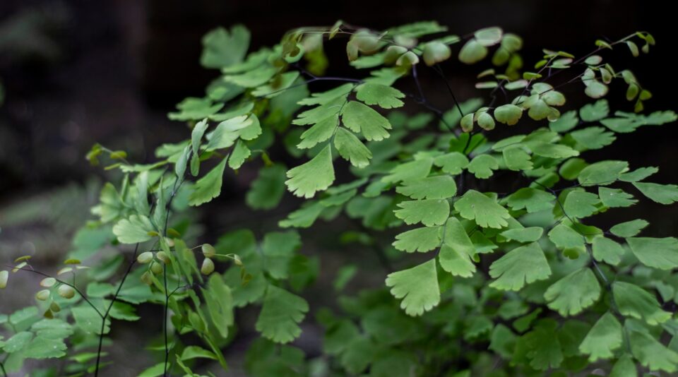 How to Plant, Grow, and Care for Maidenhair Ferns