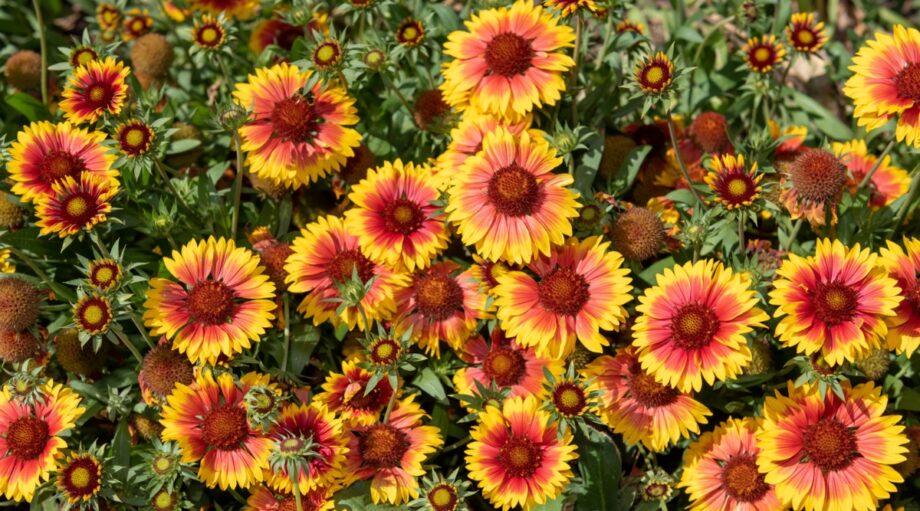 When's the Best Time to Plant Wildflowers from Seed?