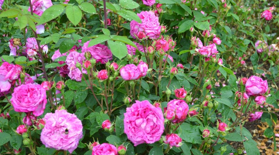How to Plant, Grow, and Care for Reine des Violettes Roses