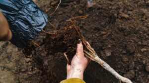 Soil Sulfur: How It Works - Epic Gardening