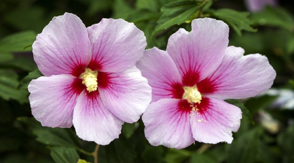 How to Plant, Grow, and Care for Rose of Sharon