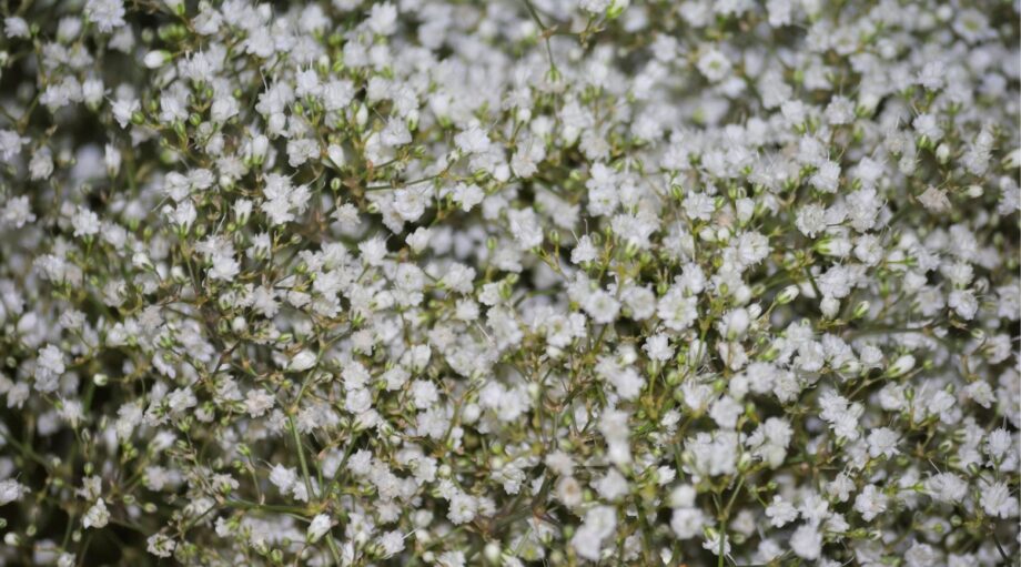 How to Plant Grow and Care for Baby's Breath