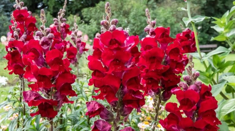 20 Gorgeous Wildflowers for Shade Gardens