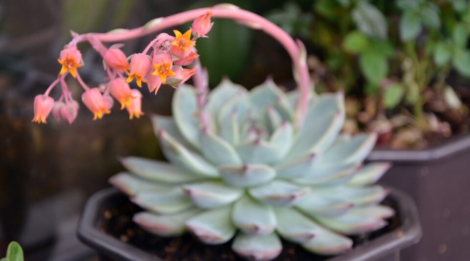 9 Blue Succulents to Add Color to Your Indoor Garden