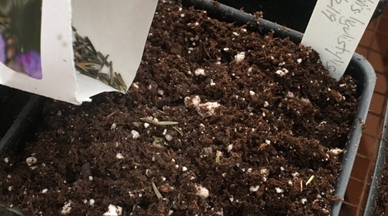 How to Plant & Grow a Wildflower Garden from Seed