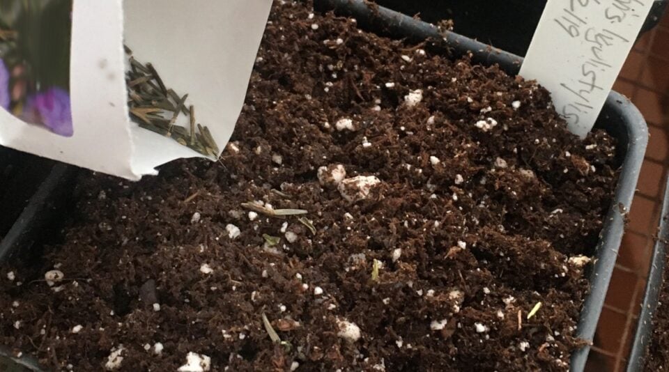 How to Plant & Grow a Wildflower Garden from Seed