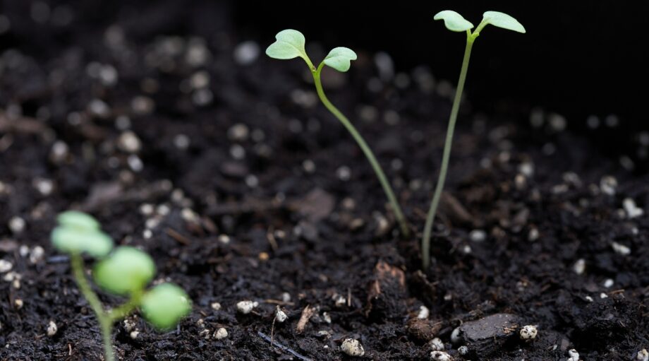 20 Seeds You Can Direct Sow in Winter