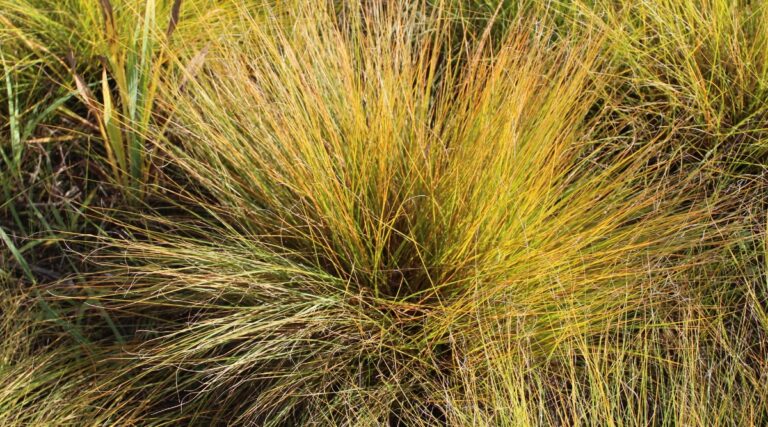 21 Best Ornamental Grasses for Full Sun