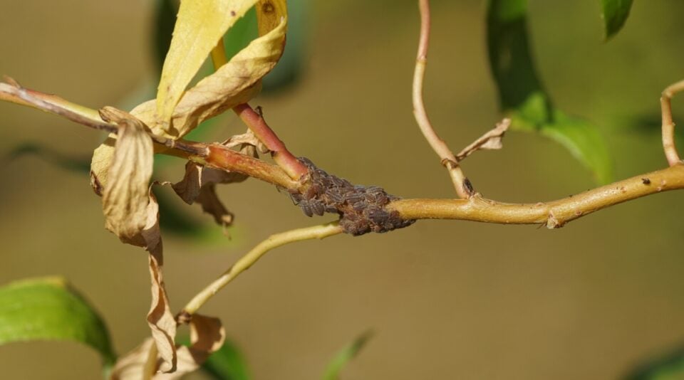 How to Plant, Grow, and Care For Corkscrew (Curly) Willow