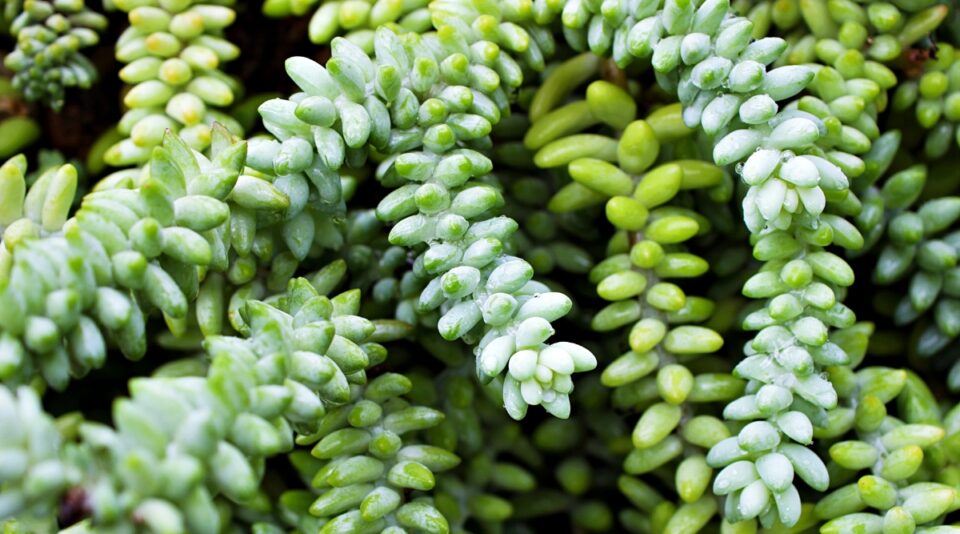 9 Blue Succulents to Add Color to Your Indoor Garden