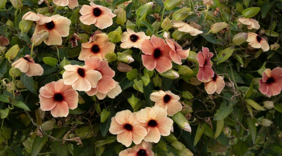 How to Plant, Grow, and Care for Black-eyed Susan Vines - Epic Gardening