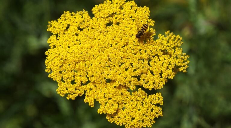 15 Beautiful Yarrow Varieties for Your Garden