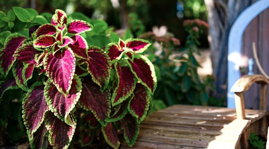 27 Colorful Plants for Shade Gardens