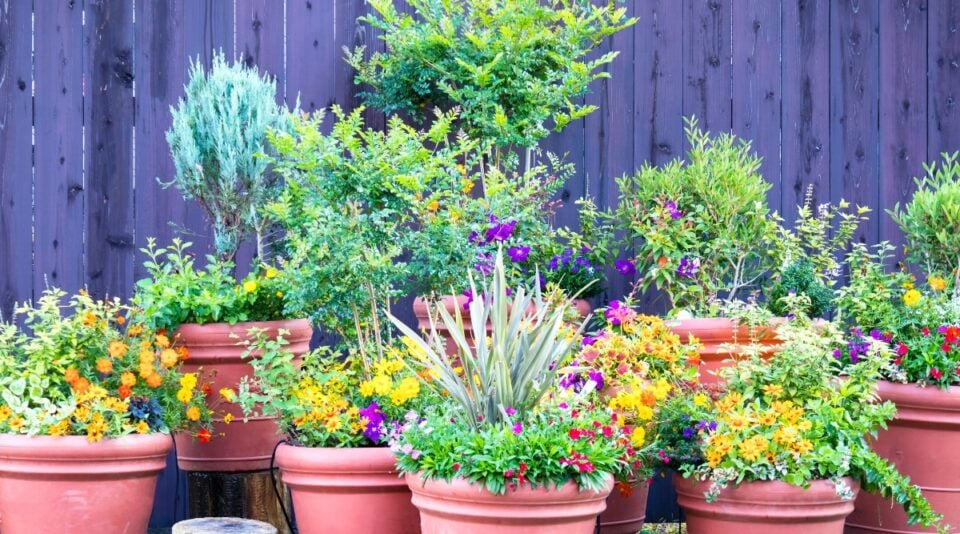 29 Beginner Tips for Growing Plants in Pots and Containers