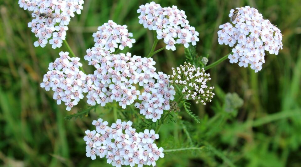15 Beautiful Perennials You Can Grow Easily from Seed