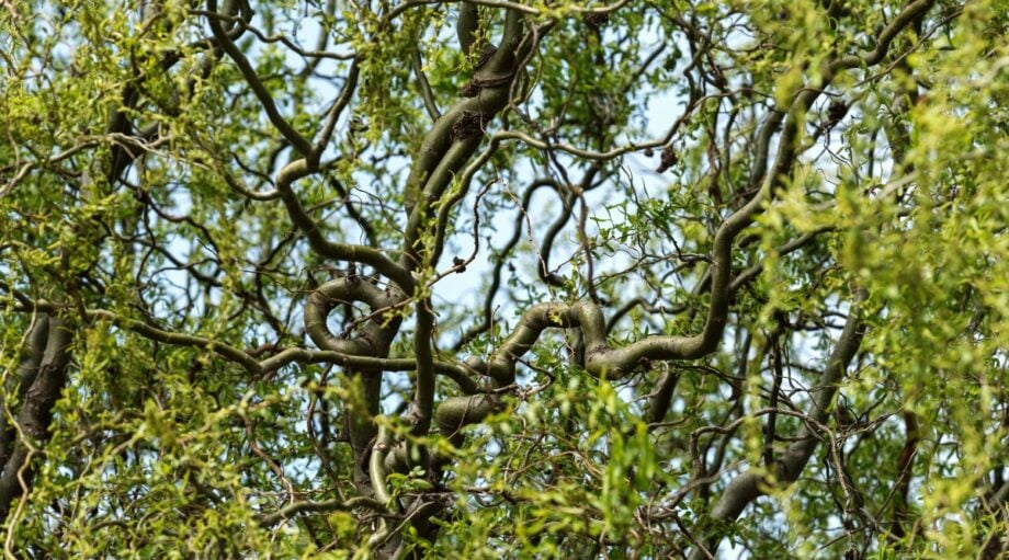 How to Plant, Grow, and Care For Corkscrew (Curly) Willow