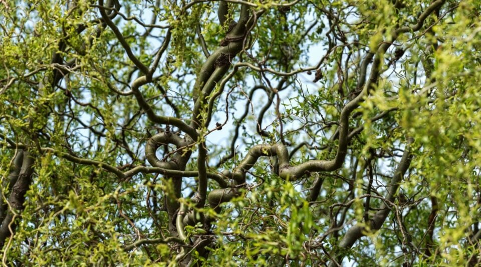 How to Plant, Grow, and Care For Corkscrew (Curly) Willow