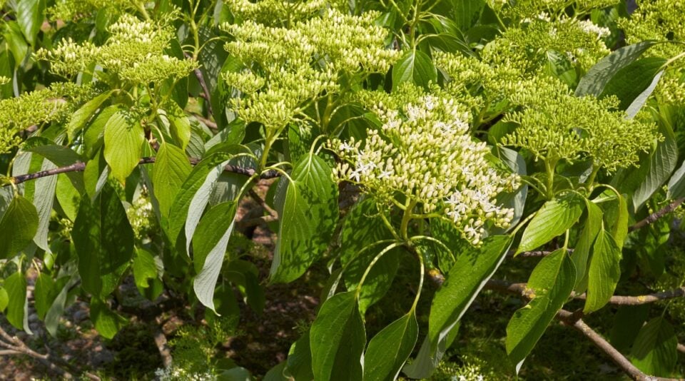 21 North American Native Flowering Trees