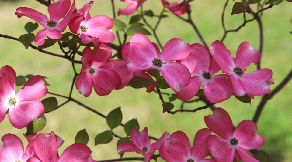 21 North American Native Flowering Trees