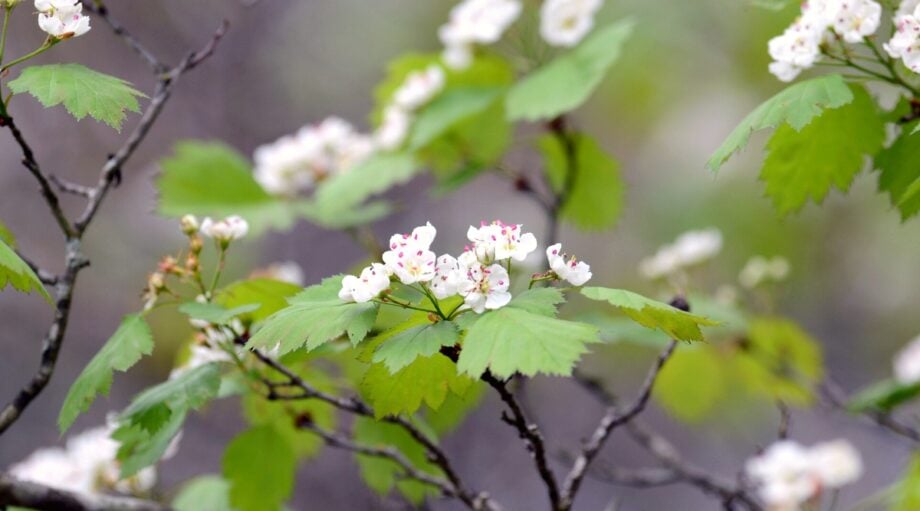 21 North American Native Flowering Trees