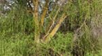 How to Plant, Grow, and Care For Corkscrew (Curly) Willow