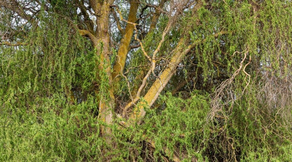 How to Plant, Grow, and Care For Corkscrew (Curly) Willow