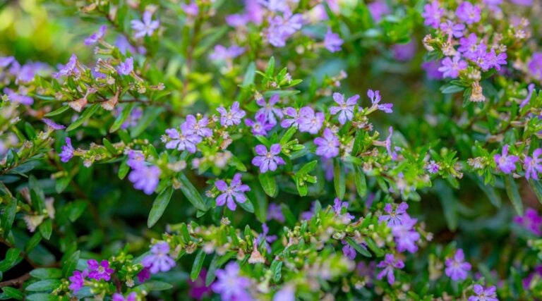 27 Best Flowers for Hot, Humid Climates