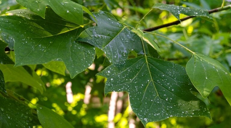 How to Plant, Grow, and Care for Tulip Trees