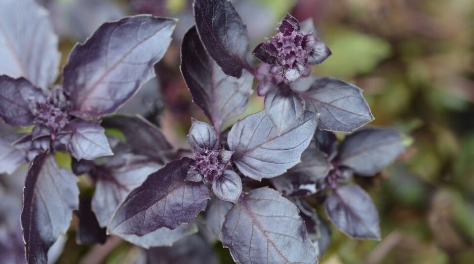 19 Types of Flavorful Basil for Your Garden
