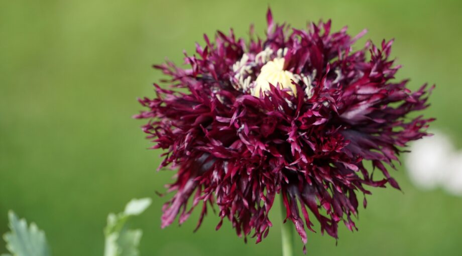 15 Fast-Growing Annuals to Start From Seed