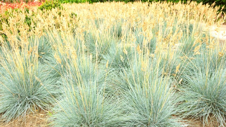 11 Low-Growing Ornamental Grasses Ideal for Garden Borders