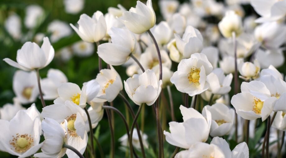 20 Gorgeous Wildflowers for Shade Gardens