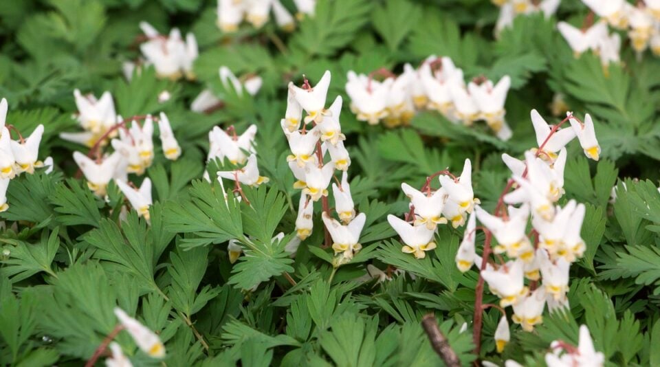 How to Plant, Grow, and Care For Dutchman's Breeches