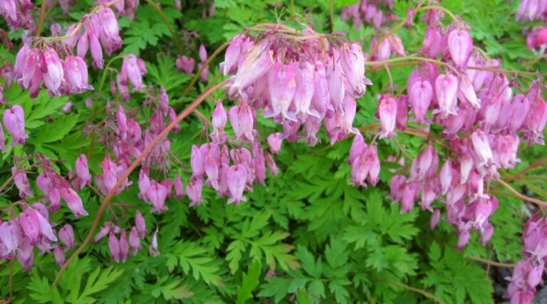 How to Plant, Grow, and Care For Dutchman's Breeches
