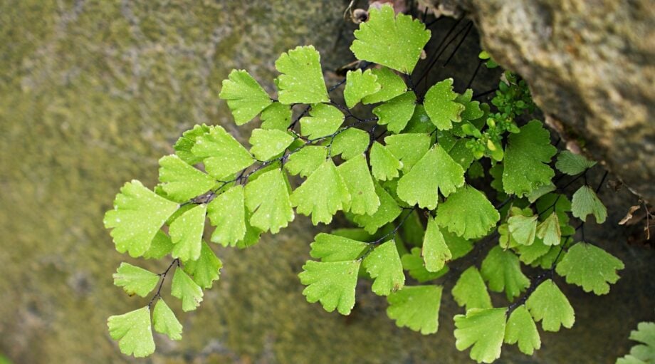 How to Plant, Grow, and Care for Maidenhair Ferns