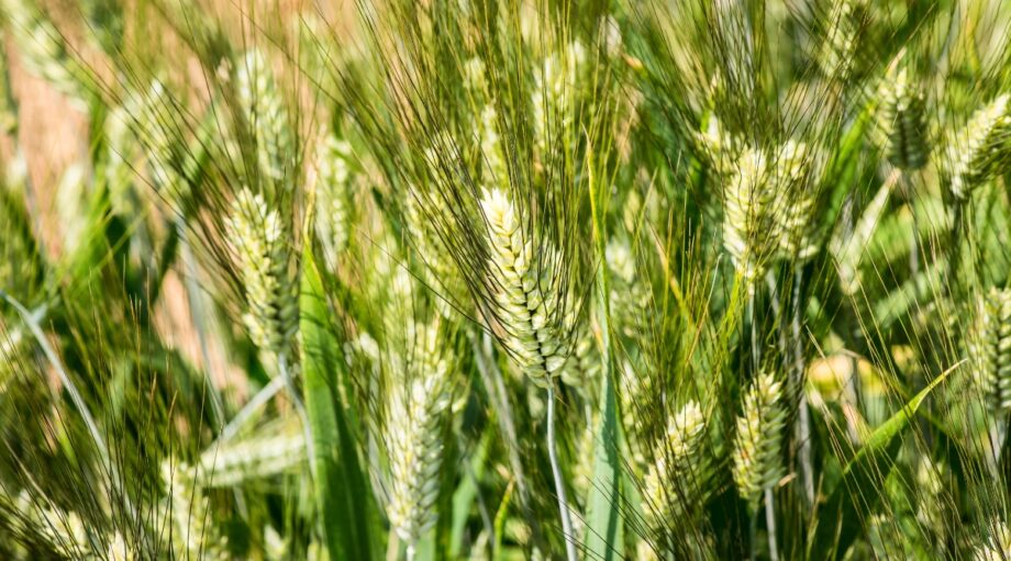 17 Ornamental Grasses You Can Grow From Seed