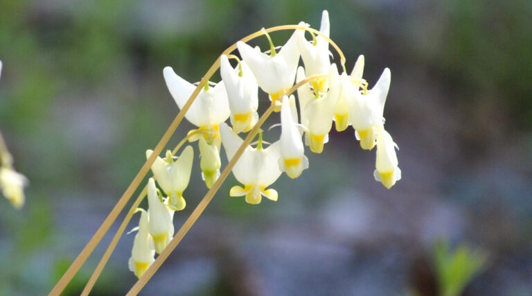 How to Plant, Grow, and Care For Dutchman's Breeches