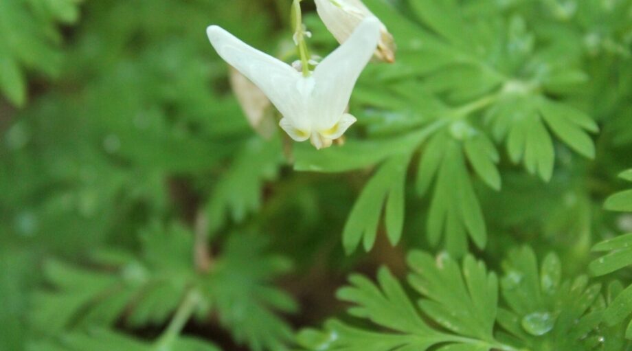 How to Plant, Grow, and Care For Dutchman's Breeches